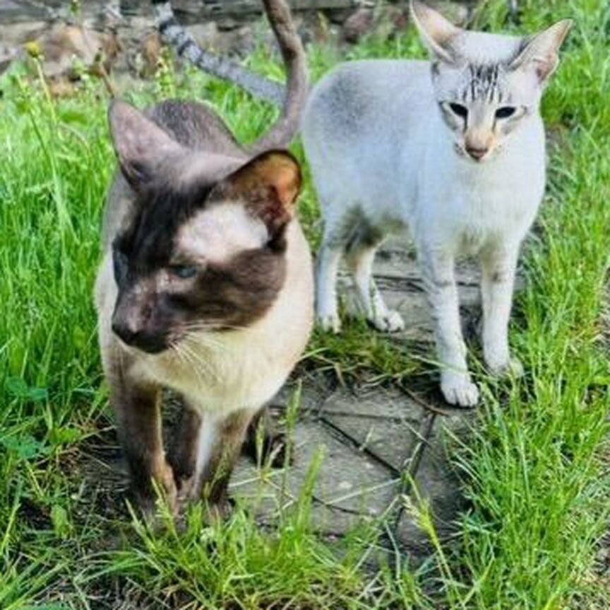 Ориентальный кот на вязку