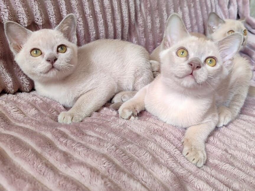 Лиловые бурманские мальчики