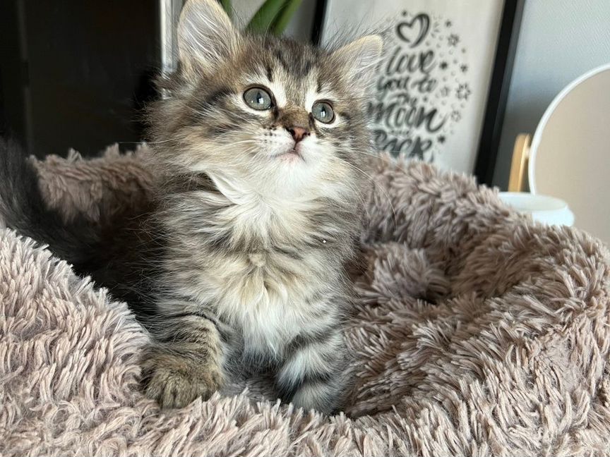 Котята