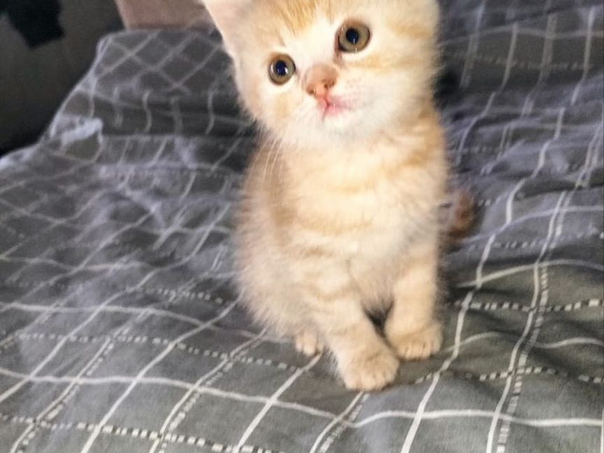 Котята