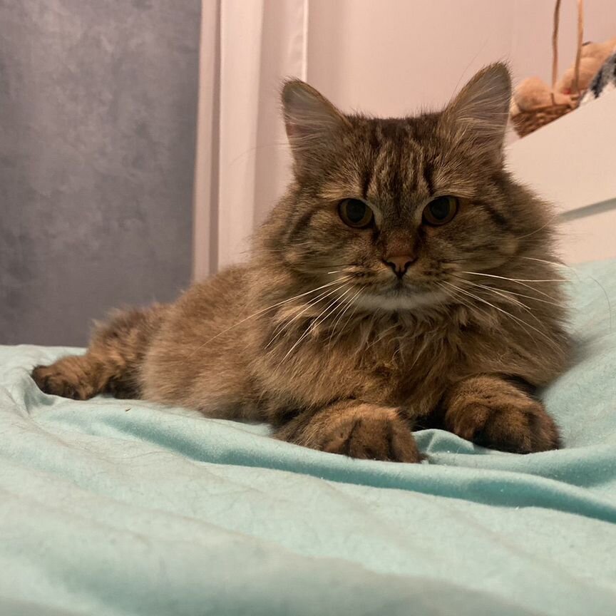 Ласковый котик