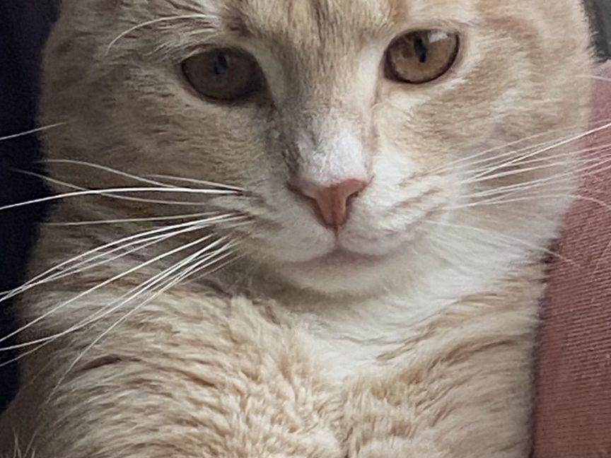 Рыжий котенок в добрые руки