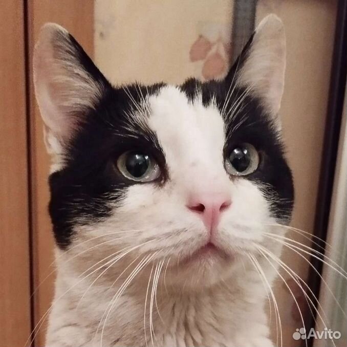 Котик скромный помогите в добрые руки
