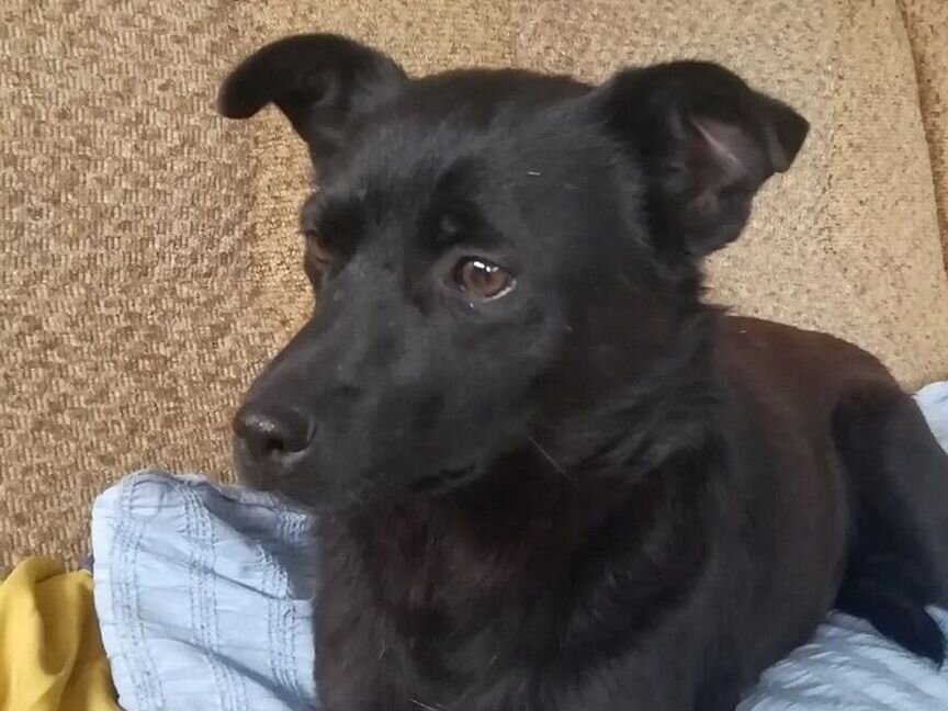 Собака в добрые руки отдам бесплатно