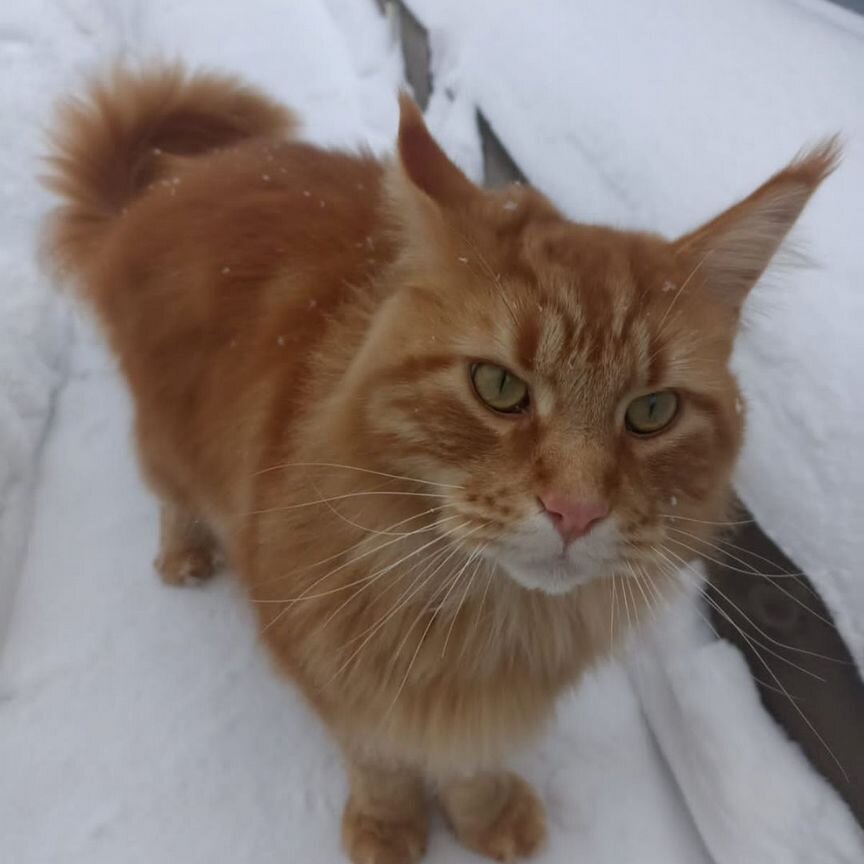 Кот мейн-кун