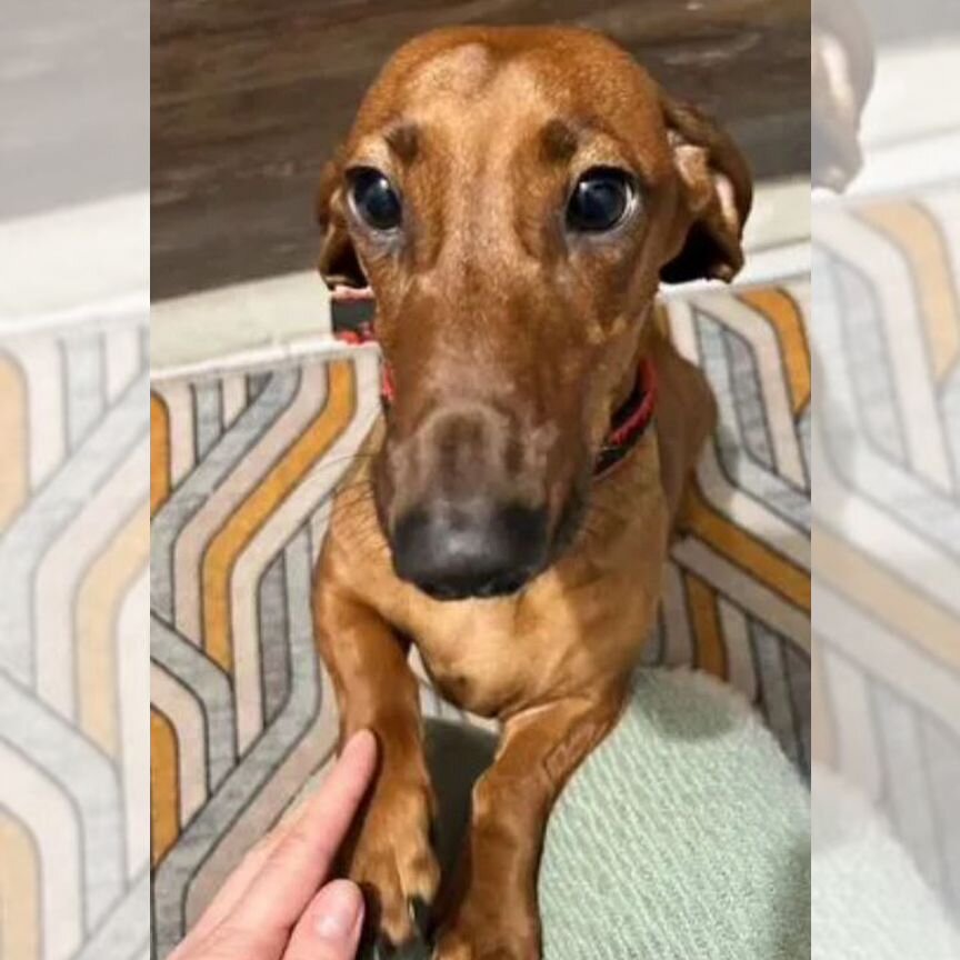 Такса, взрослая собака