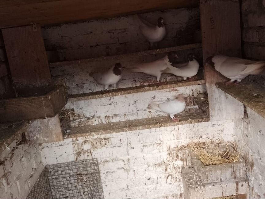 Голуби головатые