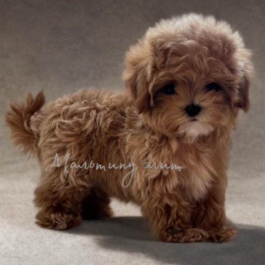 Мальтипу ф1 мини и микро