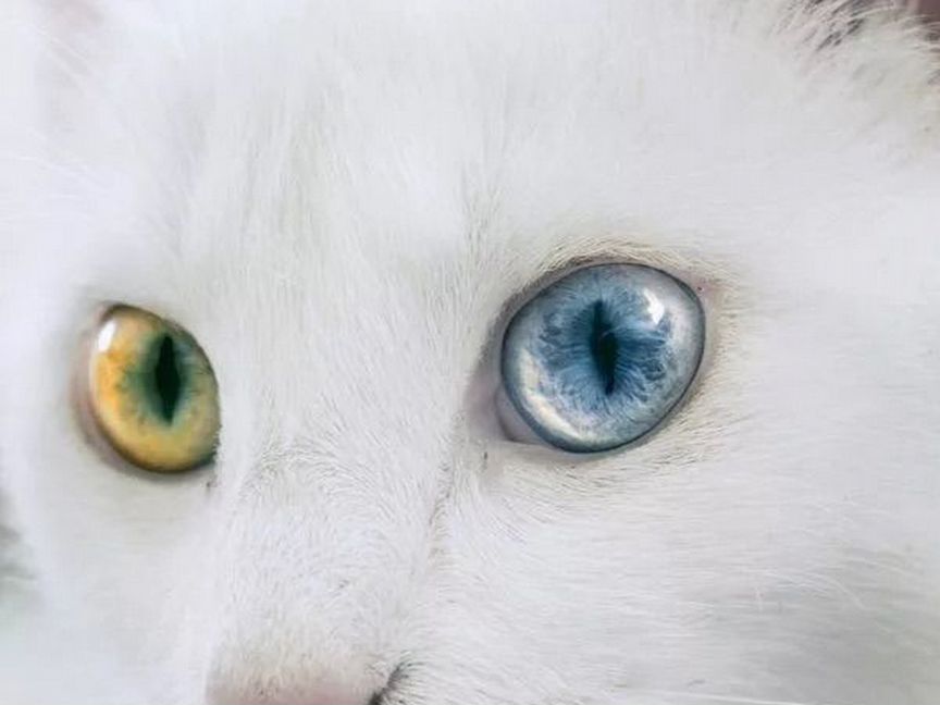 Турецкая ангора с разноцветными глазами ищет дом