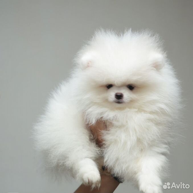 Шикарный померанский мальчик