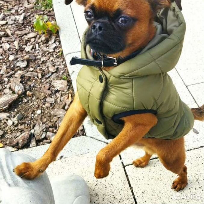 Пти брабансон вязка