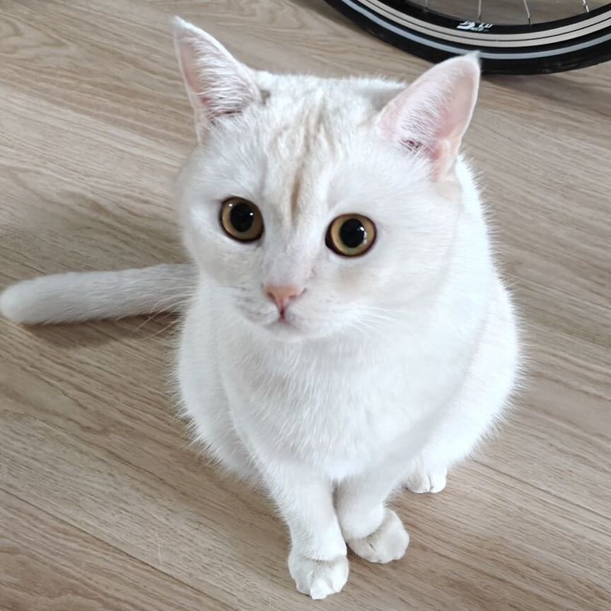 Британский короткошёрстный, взрослый кот