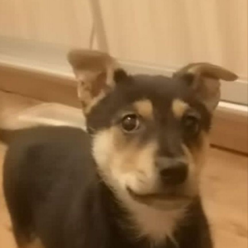 Щенок, мальчик ответственным людям