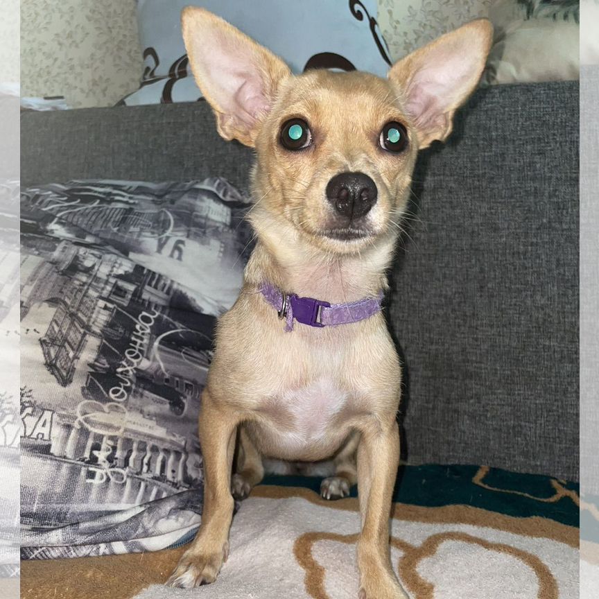 Отдам собаку в добрые руки