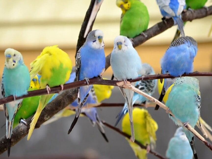 Попугаи оптом