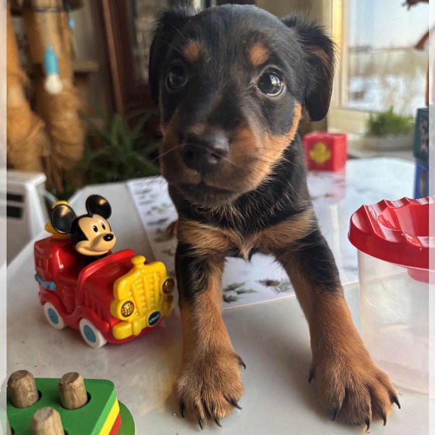 Фокстерьер, щенок