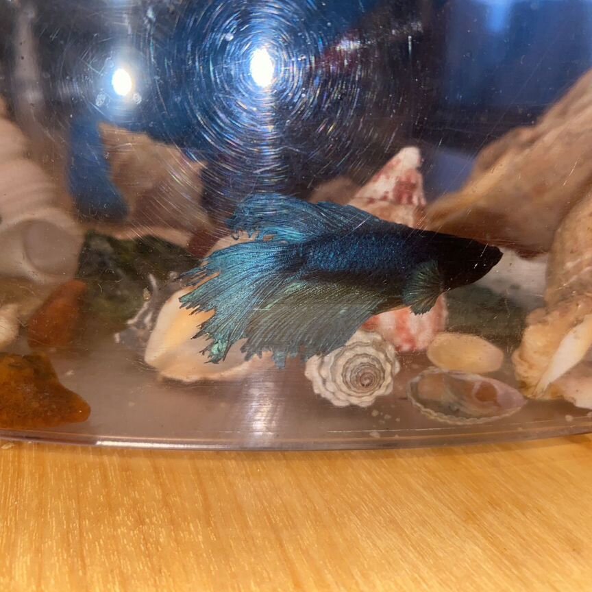 Отдам бесплатно рыбку Петушка