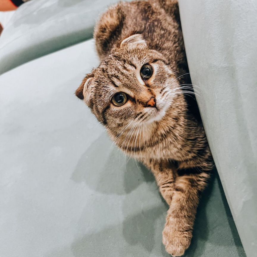 Кошка вислоухая 4,5 месяца