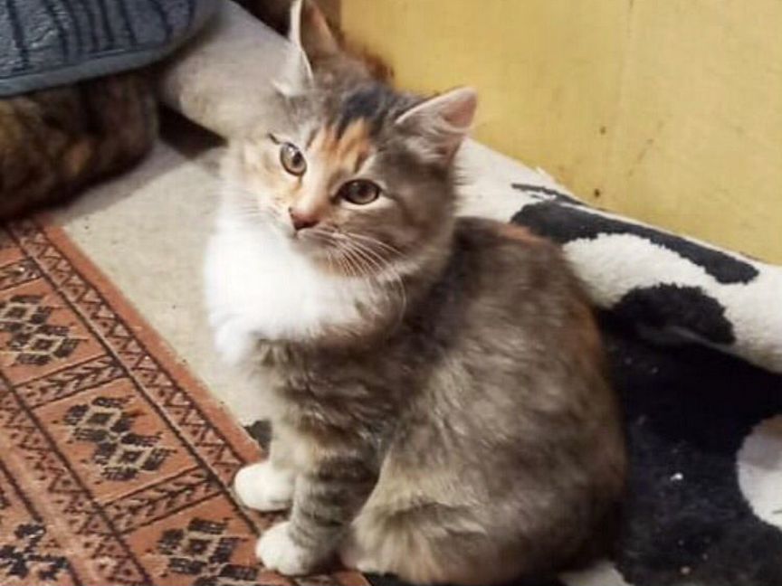 Кошка