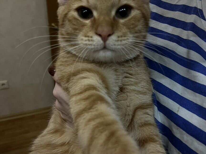 Кот