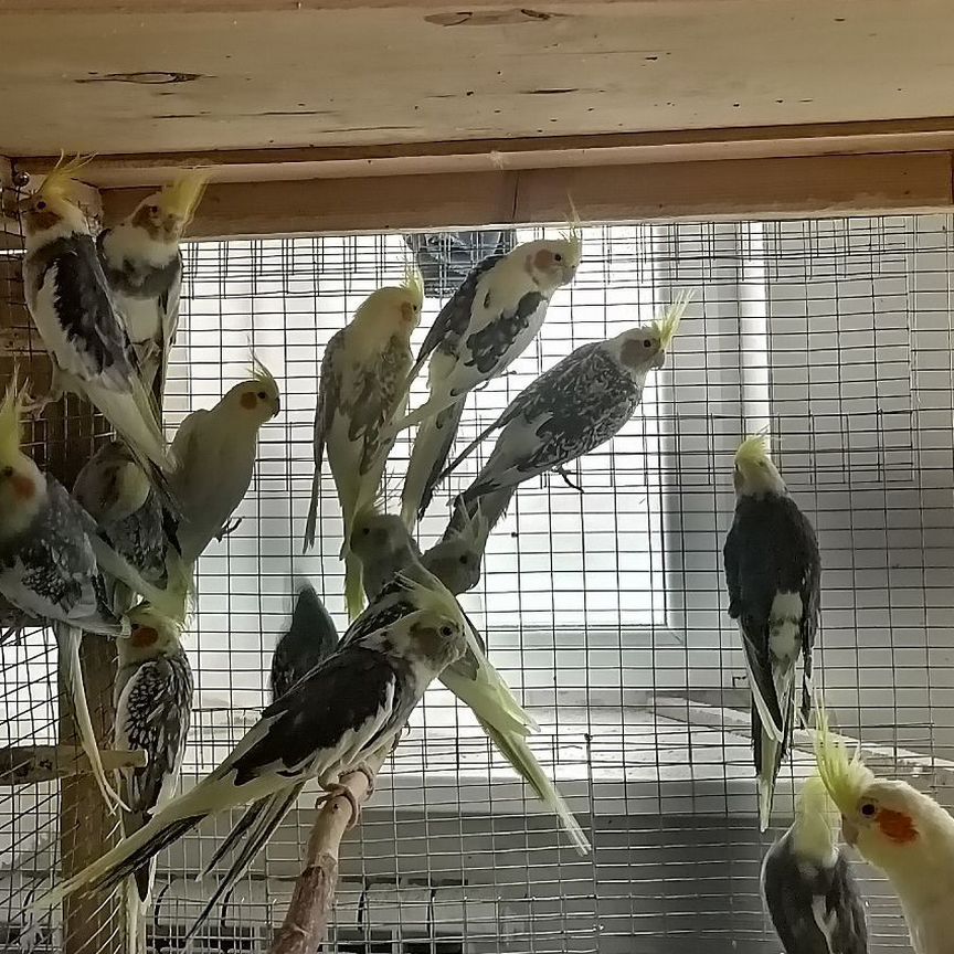 Попугай корелла