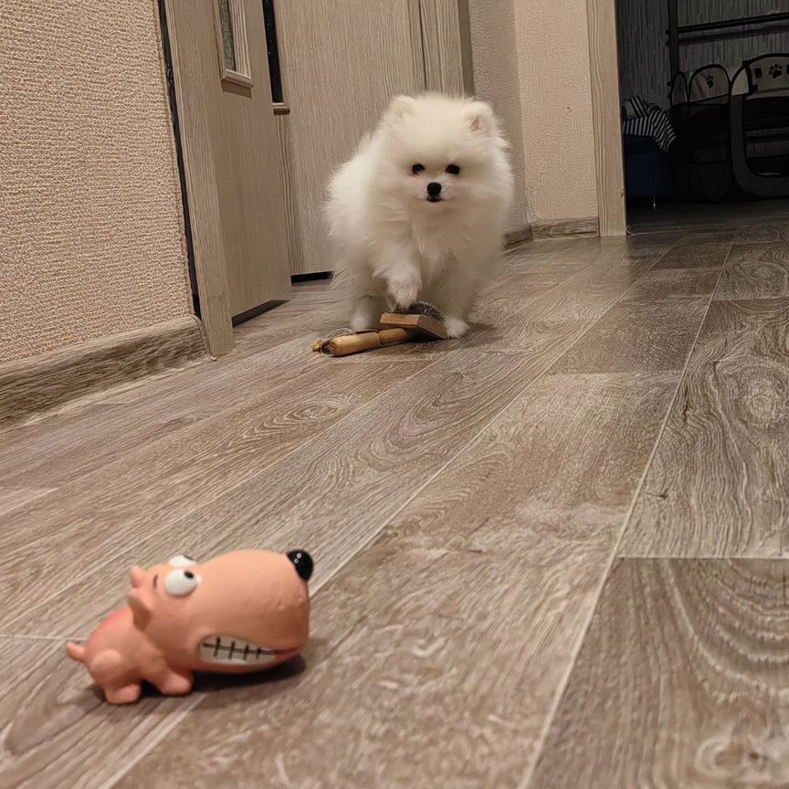 Шпиц