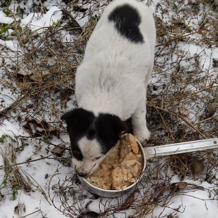 Выбросили маленького щенка