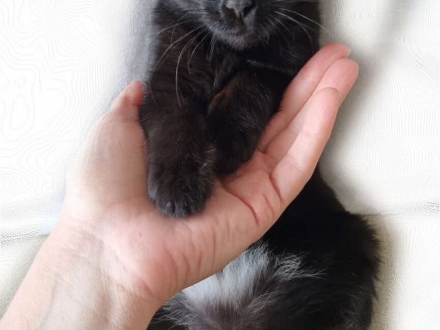 Моника, кошечка