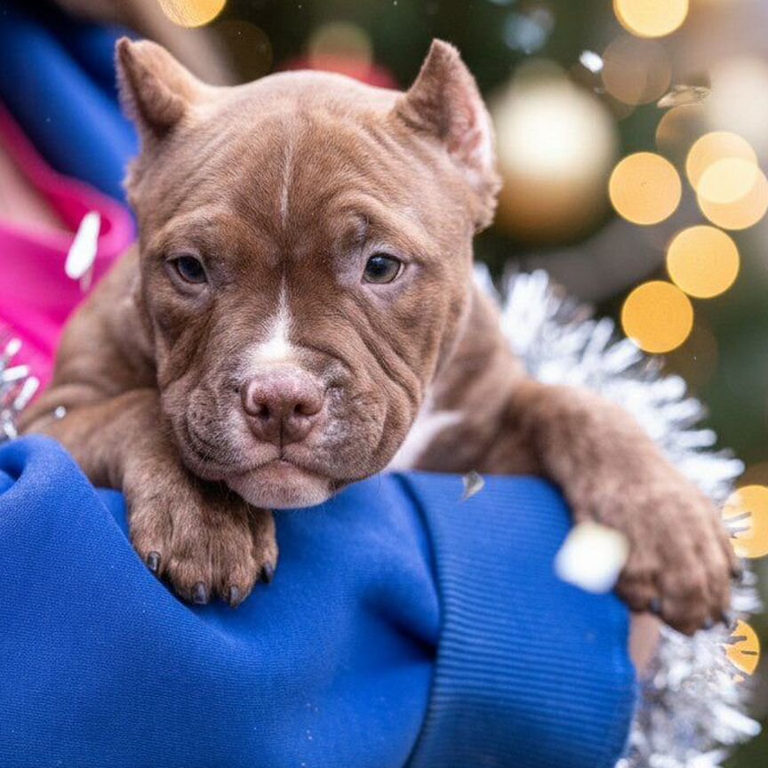 Американский булли, щенок