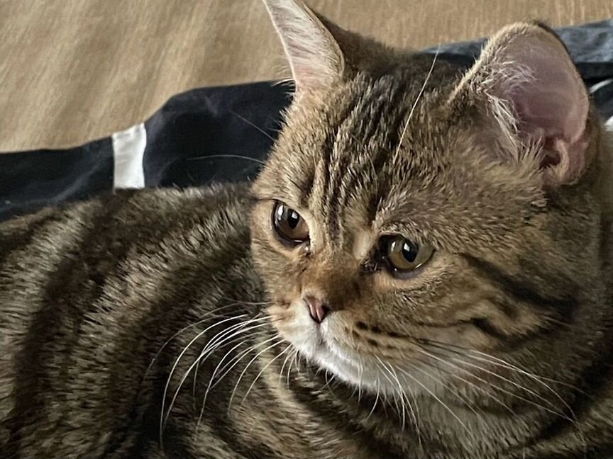 Шотландская кошка (раскрас черный мрамор)