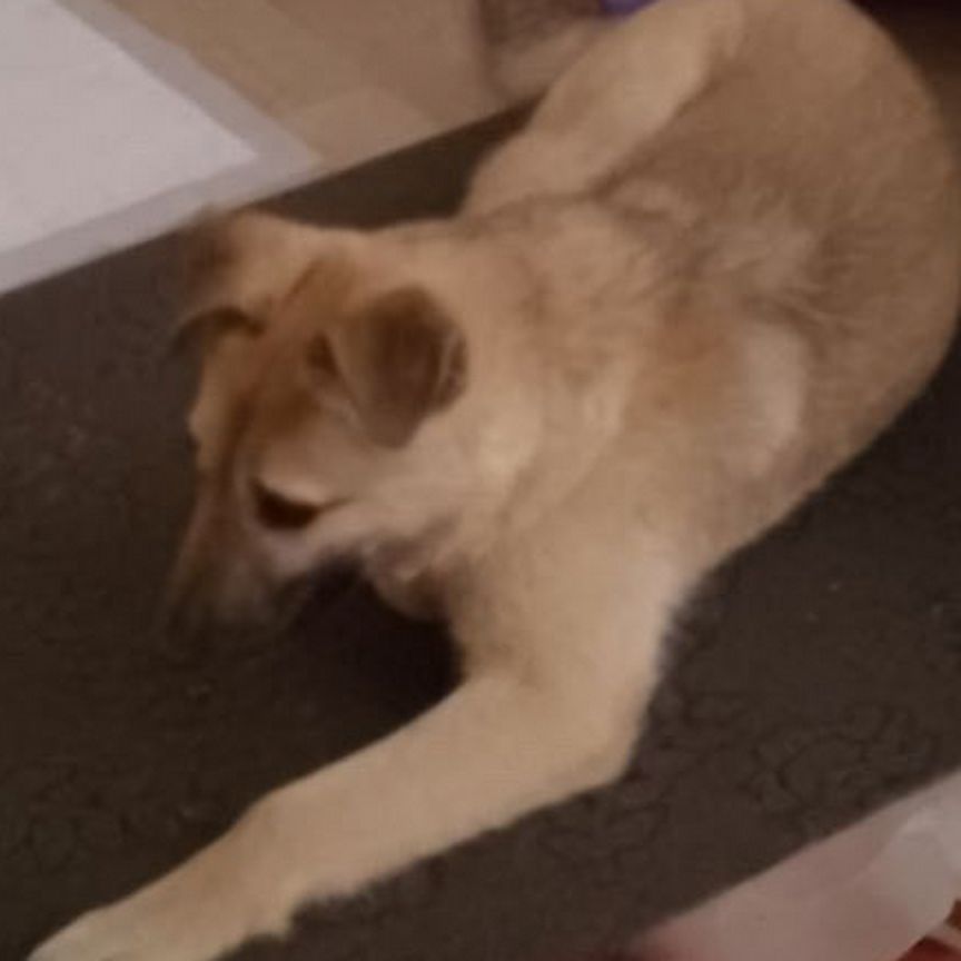 Щенок в добрые руки