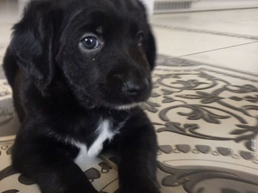 Щенки спаниеля