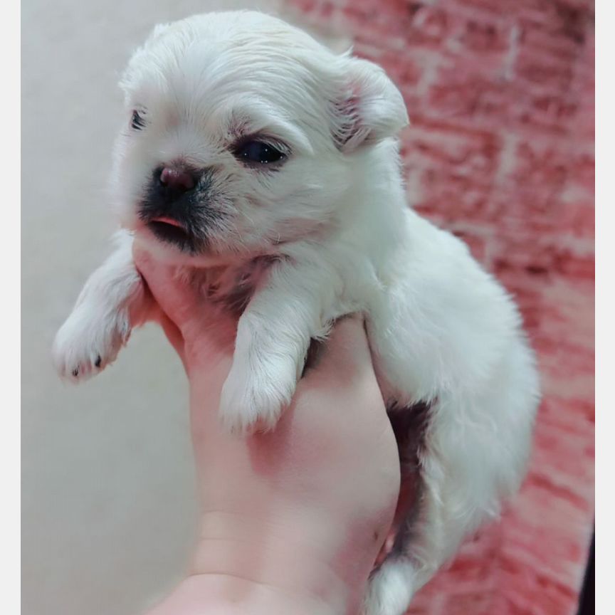 Очаровательный мальчишка