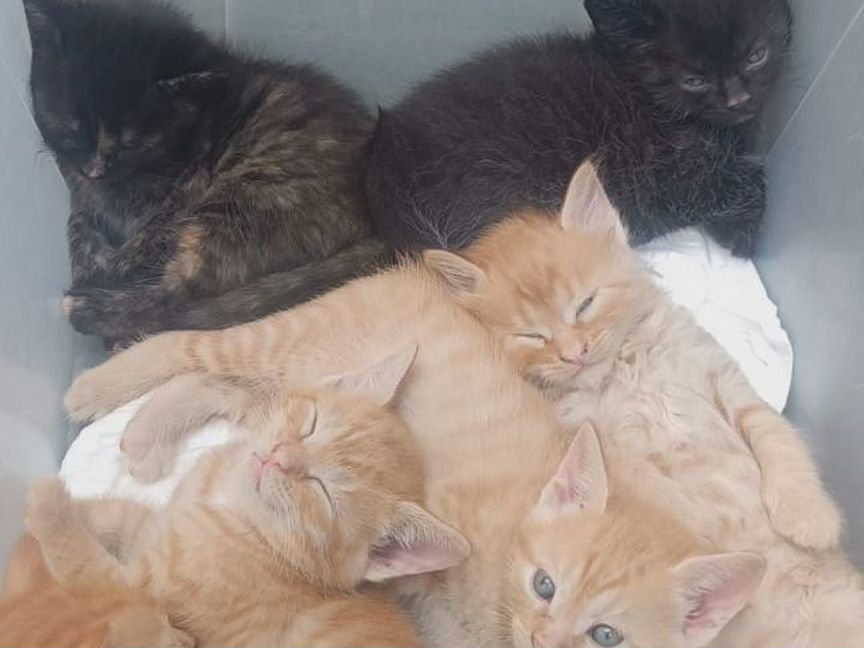 Котятам нужен дом или передержка