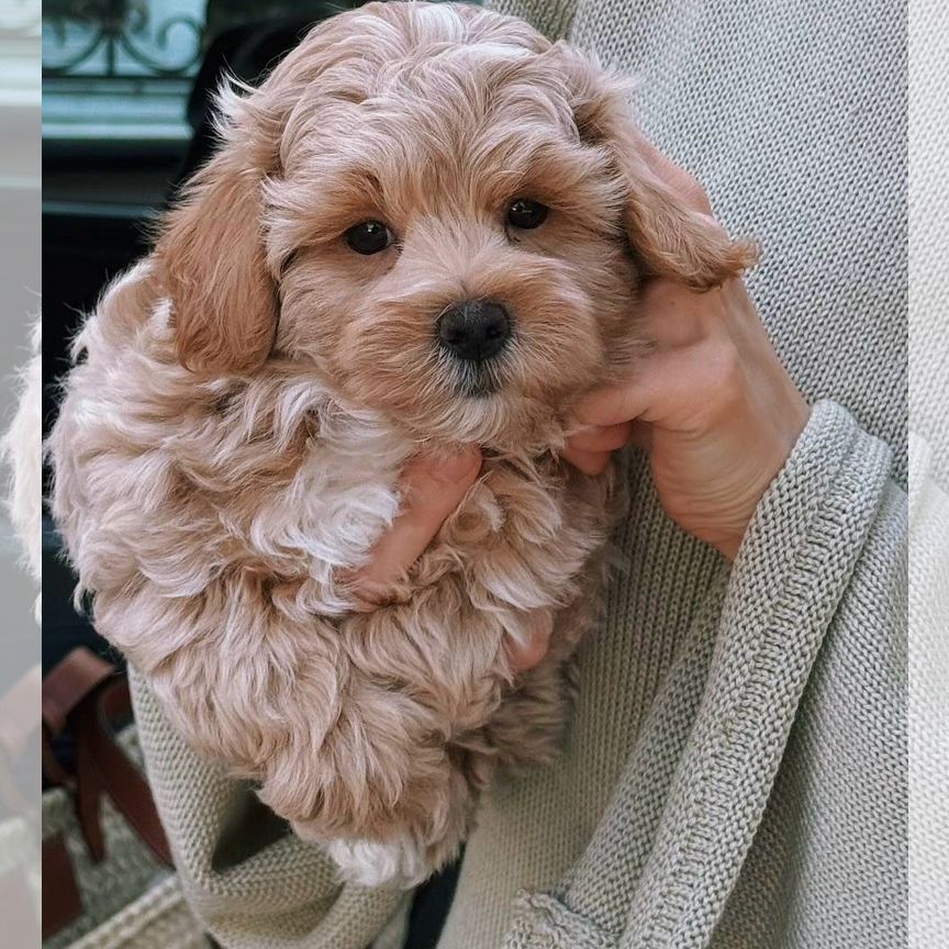 Мальтипу, щенок