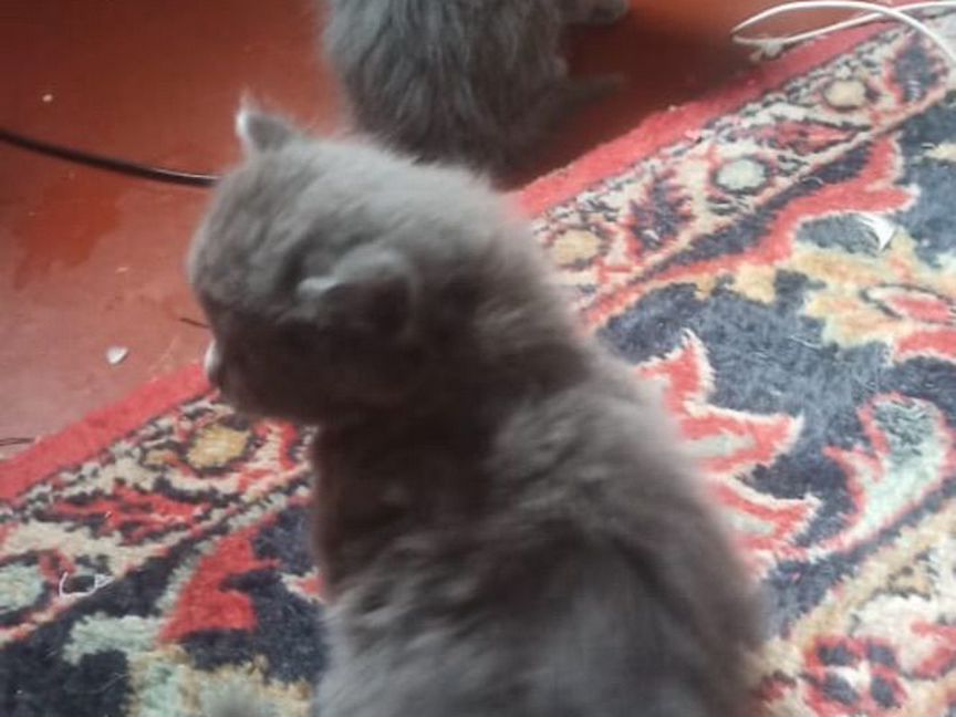 Сиамские котята