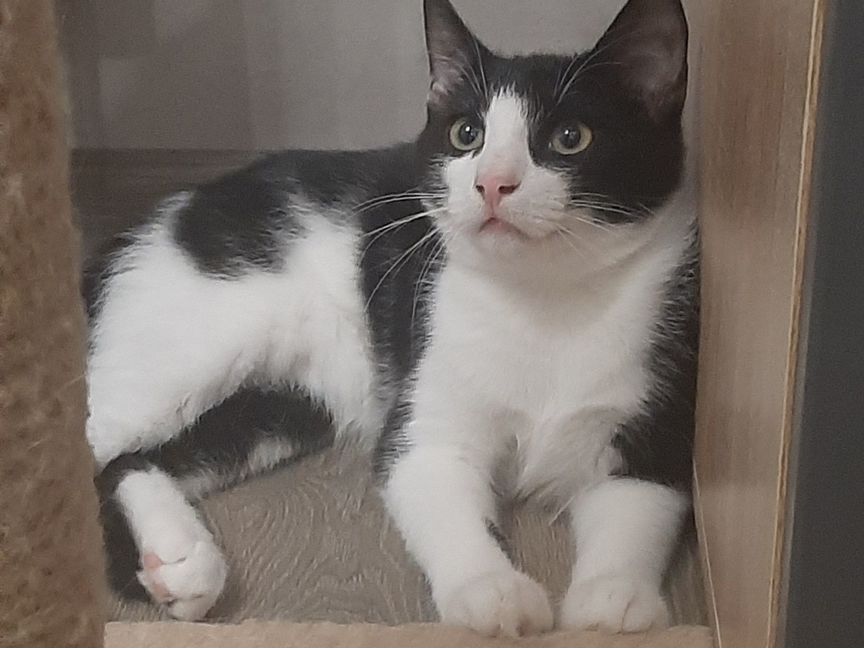 Котенок 5 мес