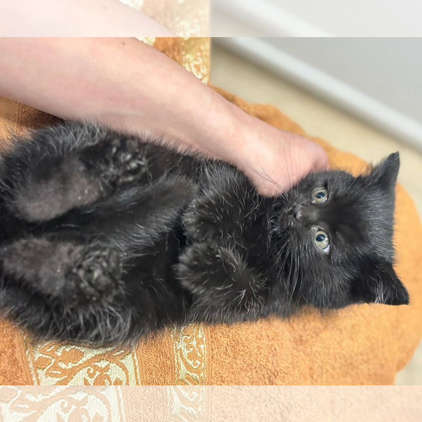 Котёнок в добрые руки