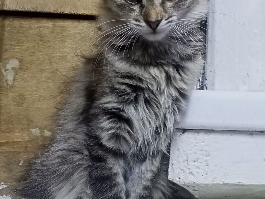 Милые котята в добрые руки