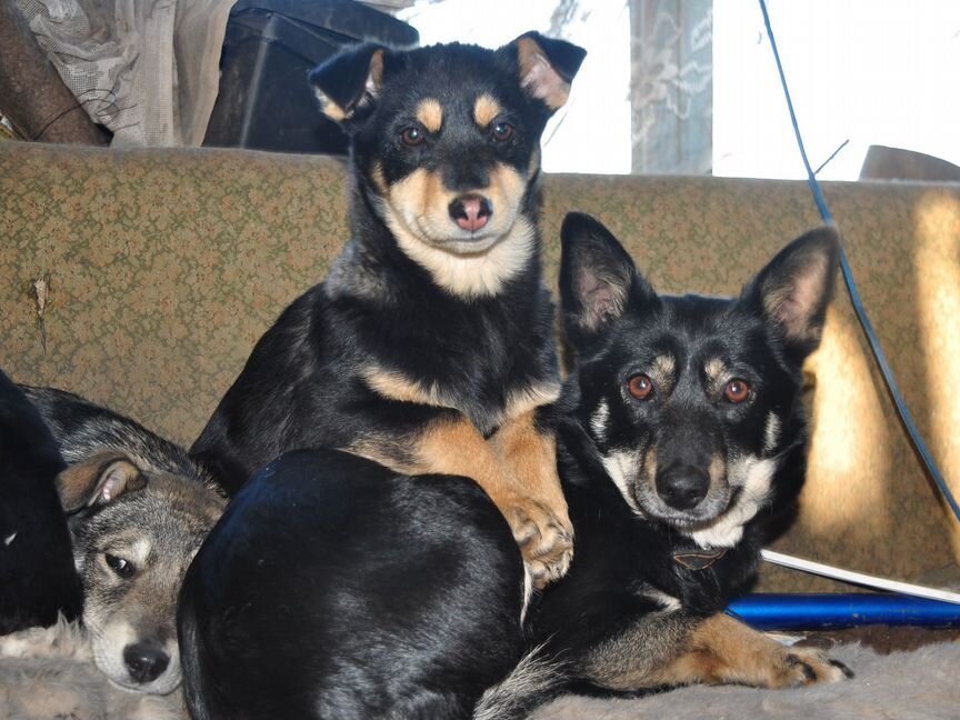 Мама с дочкой, мелкой породы