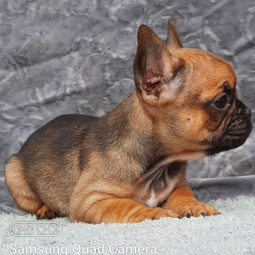 Французы щенки