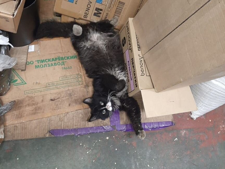 Заводской Домовенок ищет дом