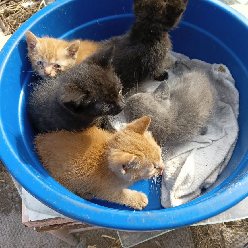 Отдам 5ых котят в хорошие руки