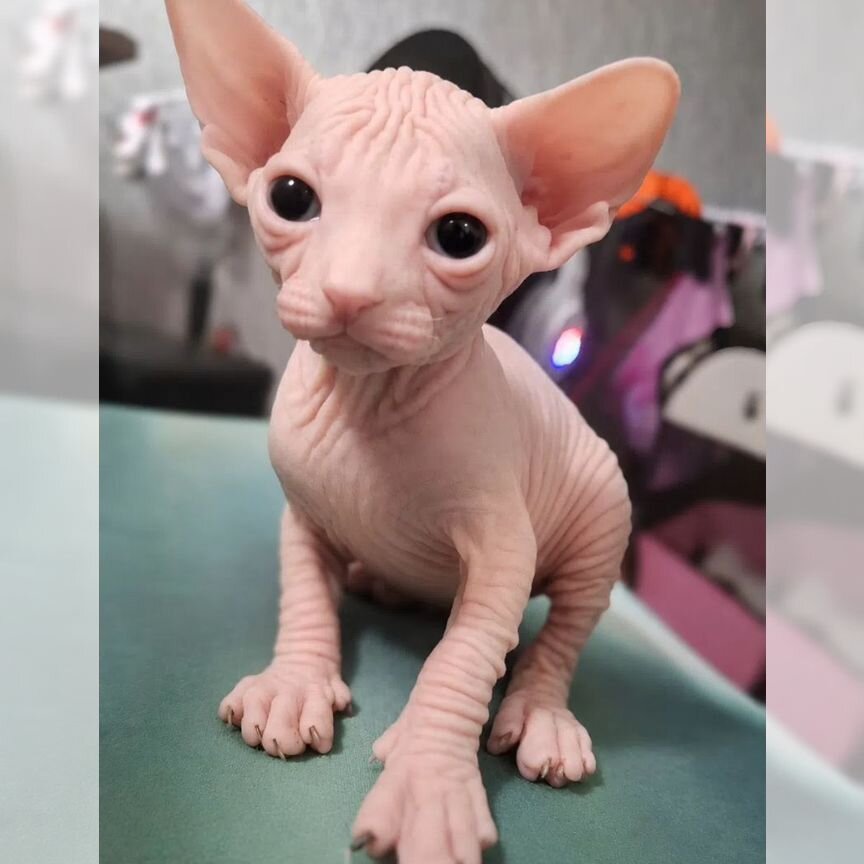 Канадский сфинкс котёнок