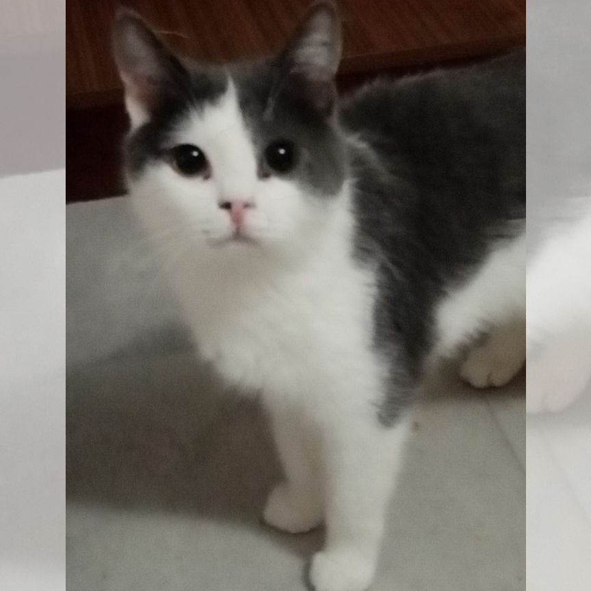 Кот в добрые руки