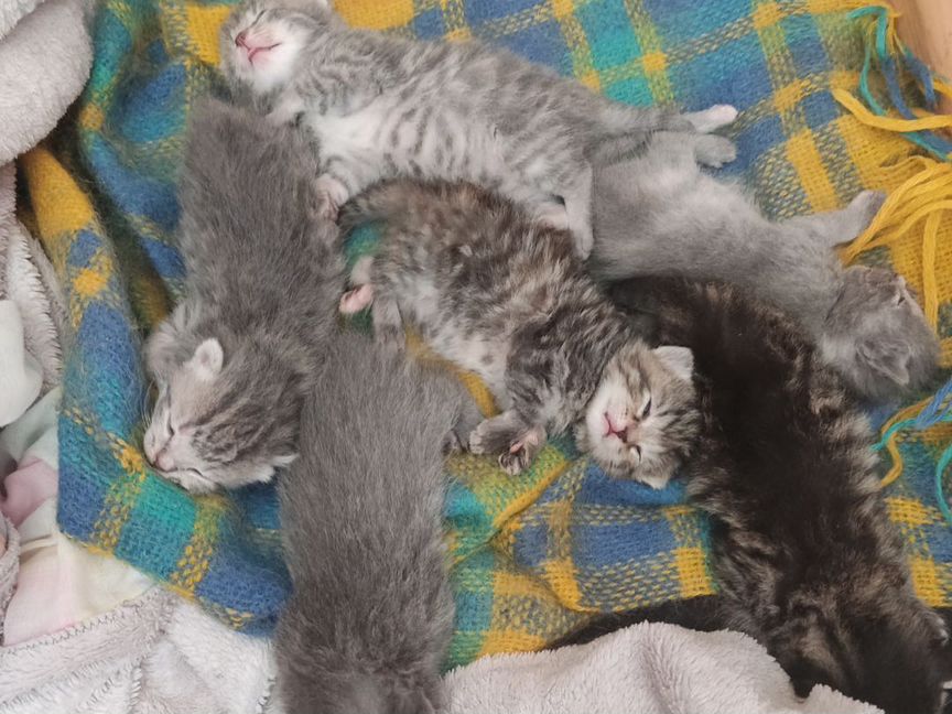 Котята в добрые руки, очень красивые и милые