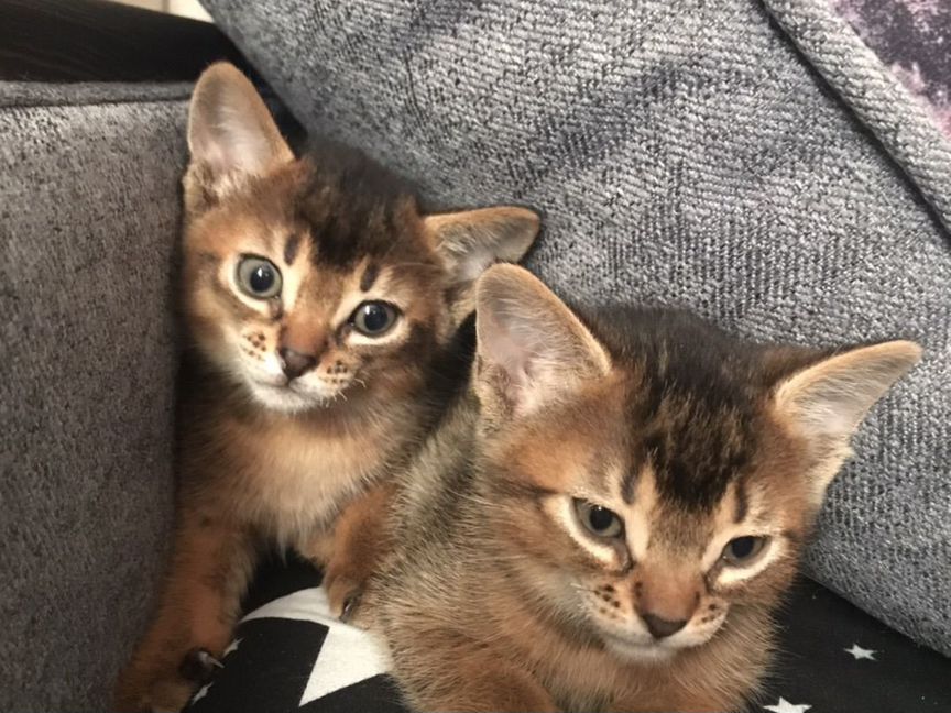 Абиссинские котята