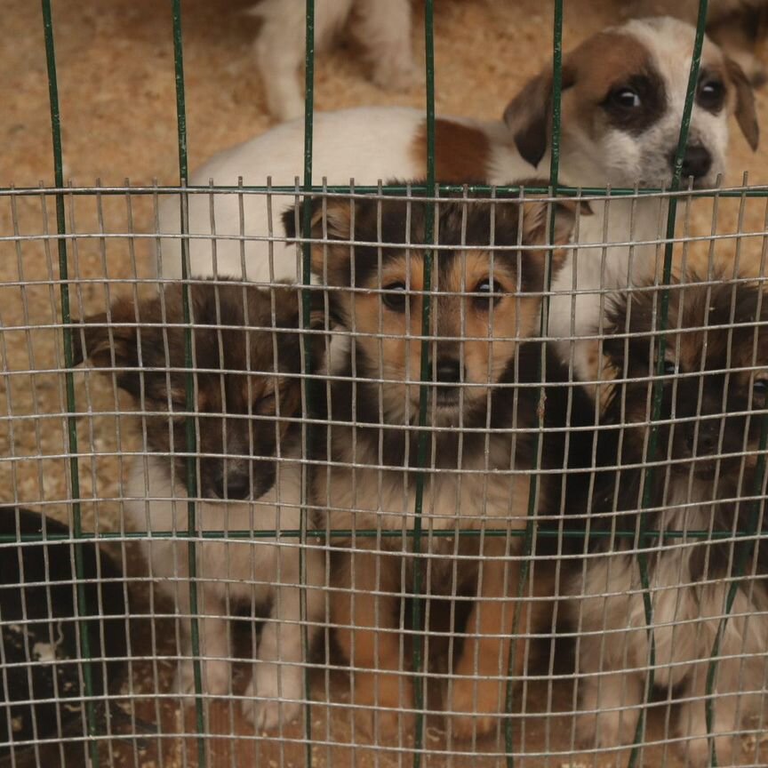 Щенки из приюта