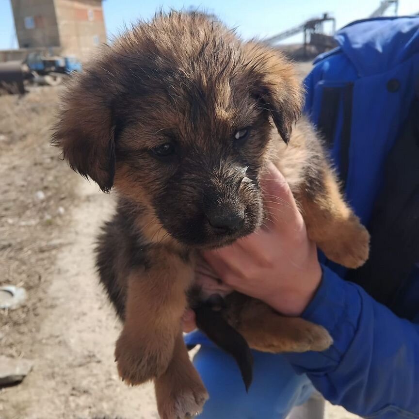 Собака в добрые руки отдам бесплатно