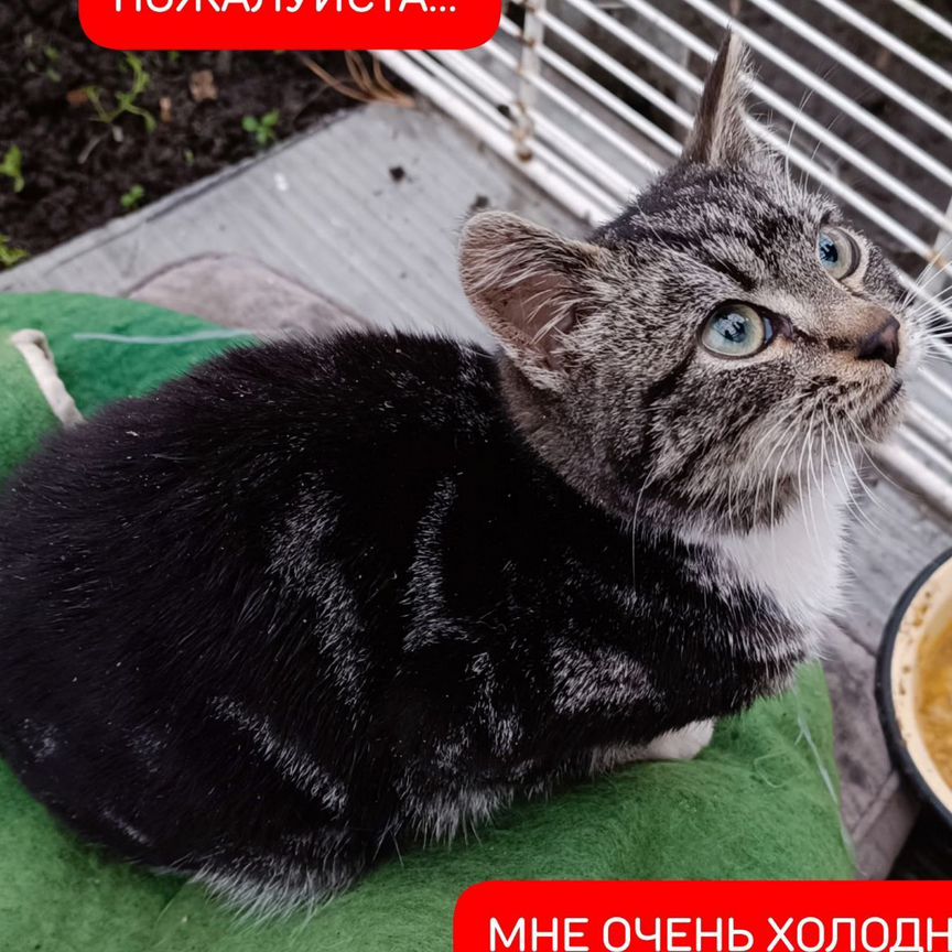 Котёнок в добрые руки